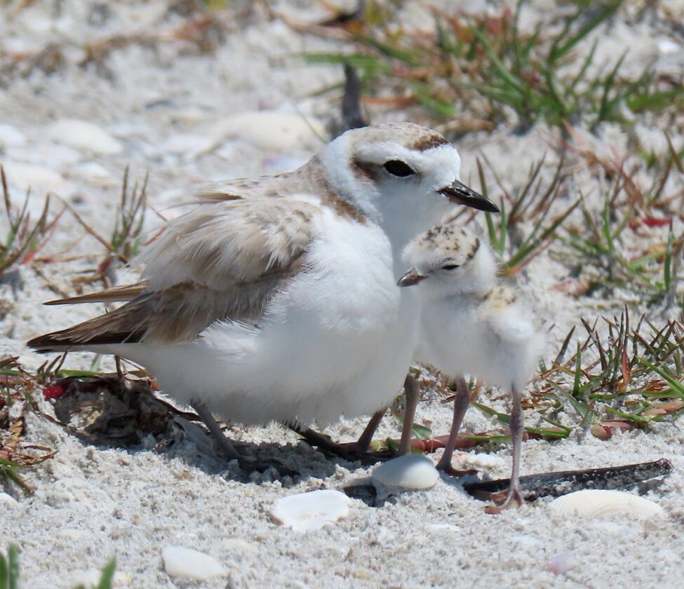 Share the shore with nesting birds - SANIBEL-CAPTIVA - Island Reporter ...